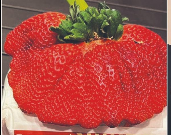 Développée à l’Institut de recherche Volcani, une fraise géante ...