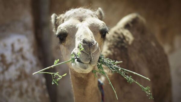 Ce jour où un israélien m'a dit: "Les bars clandestins sont légion à ...